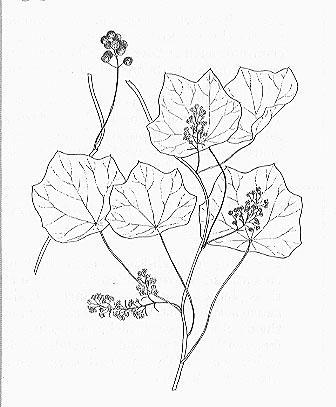 Menispermum canadense (Canada Moonseed, Canadian Moonseed, Common ...