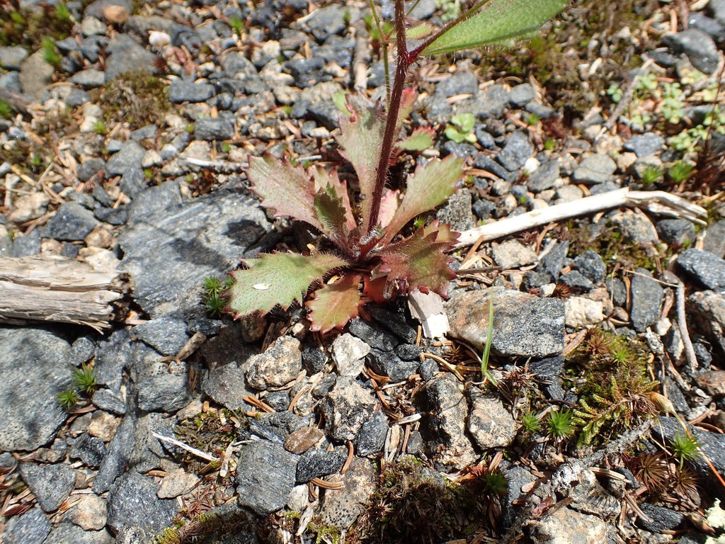 Micranthes petiolaris (Cliff Saxifrage, Michaux's Saxifrage) | North ...