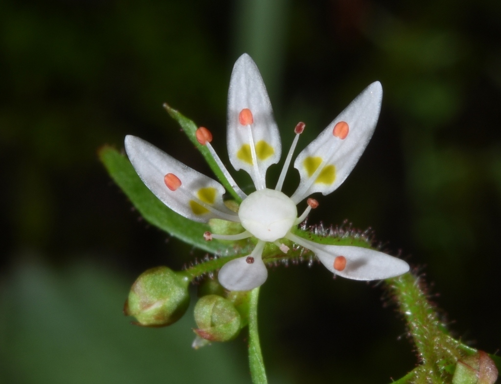 Micranthes petiolaris (Cliff Saxifrage, Michaux's Saxifrage) | North ...