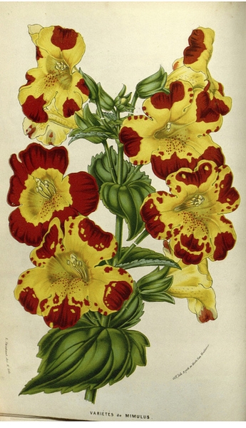 Mimulus x hybridus (Monkey Flower) | North Carolina Extension Gardener ...