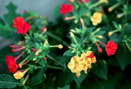Mirabilis jalapa (Four-o'clock, Marvel-of-Peru) | North Carolina ...