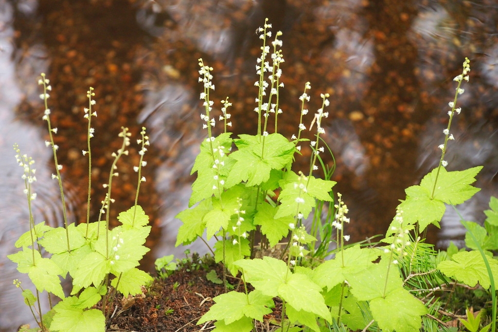 Mitella diphylla (Bishop's Cap, Brewer's Cap, Miterwort, Two-leaf ...