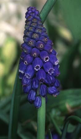 Muscari armeniacum (Grape Hyacinth) | North Carolina Extension Gardener ...