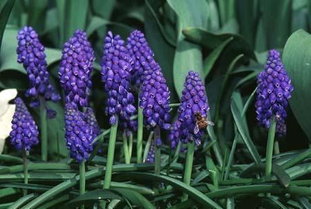 Muscari armeniacum (Grape Hyacinth) | North Carolina Extension Gardener ...
