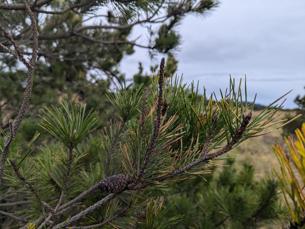 Pinus contorta (Beach Pine, Lodgepole Pine, Shore Pine, Twisted-Branch ...