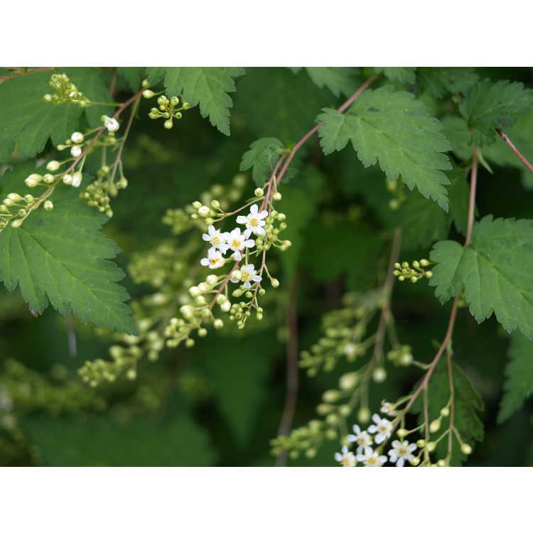 Neillia uekii (Korean Neillia) | North Carolina Extension Gardener ...