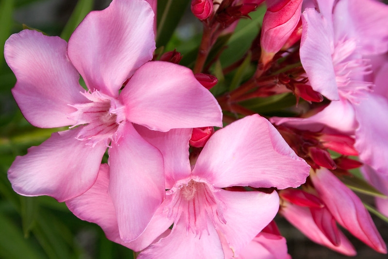 Nerium oleander (Kaner, Oleander, Rosebay, Rose Bay, Rose-bay, Rose ...