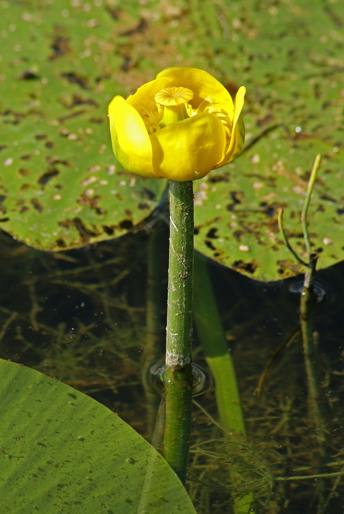 Nuphar luteum (Brandy-Bottle, Spadderdock, Yellow Water Lily) | North ...