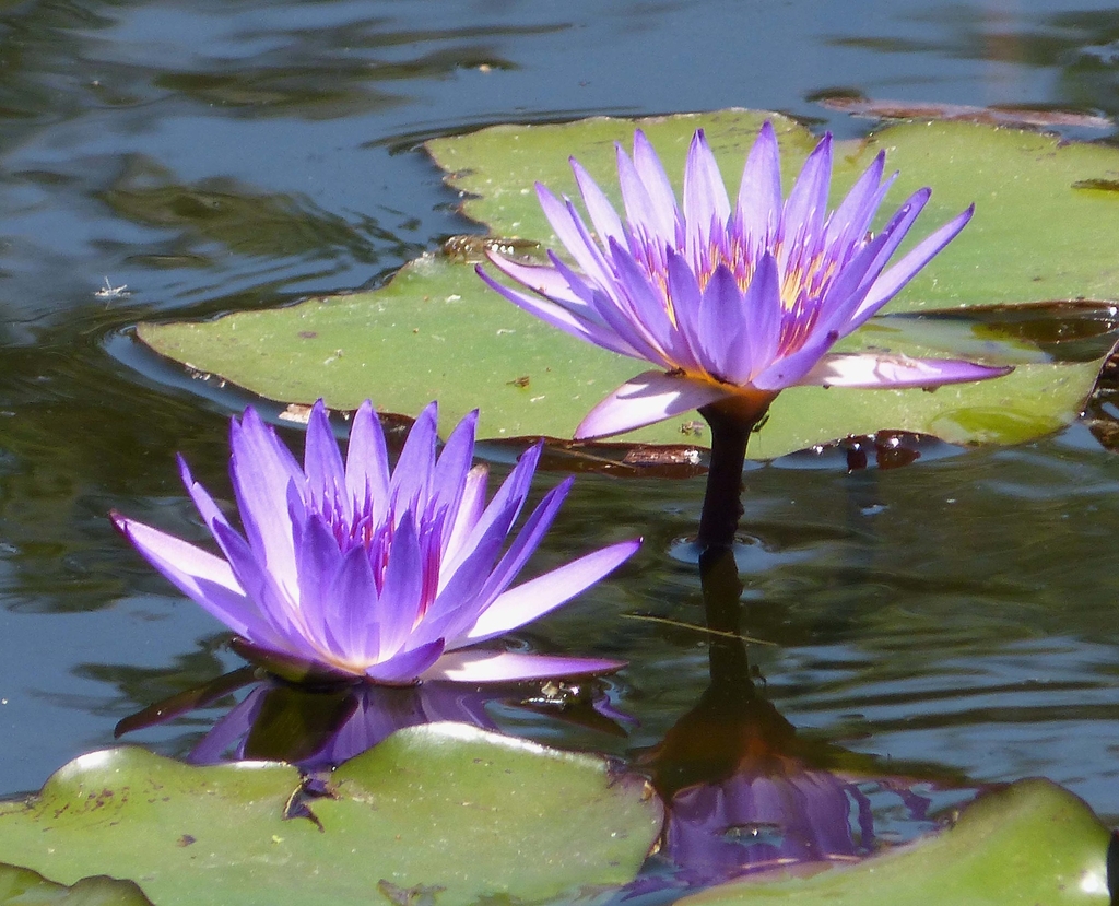 Nymphaea (Waterlily, Water Lily) | North Carolina Extension Gardener ...