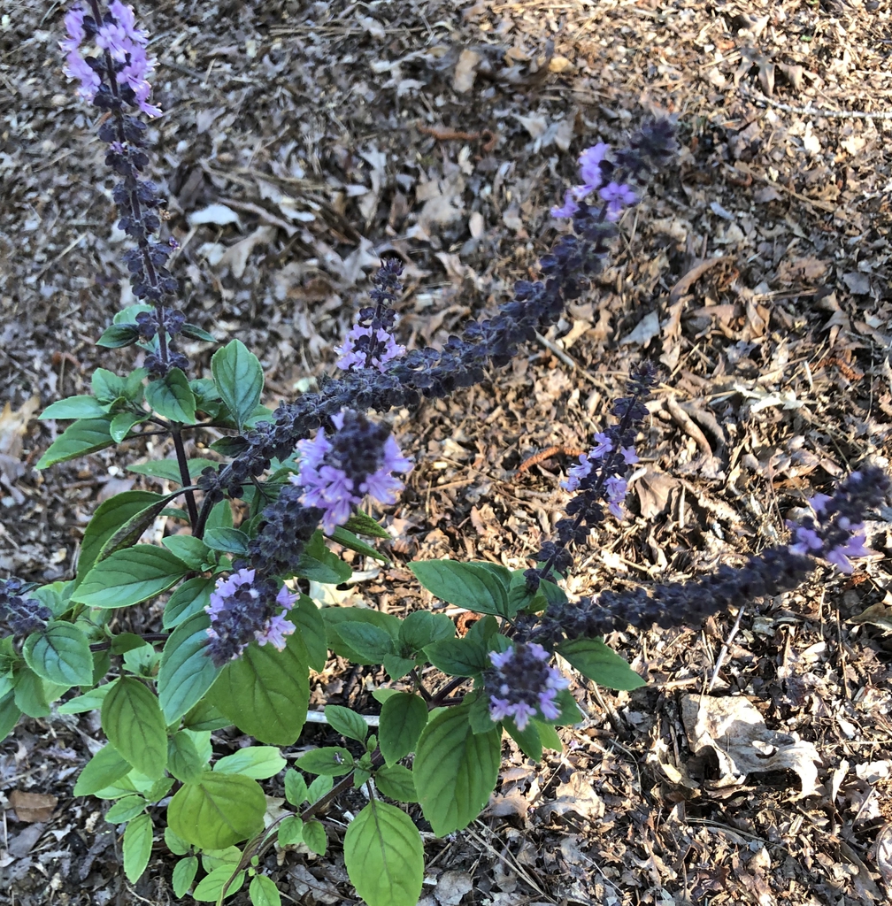 Ocimum tenuiflorum (Holy Basil, Hot Basil, Tulasi, Tulsi) | North ...
