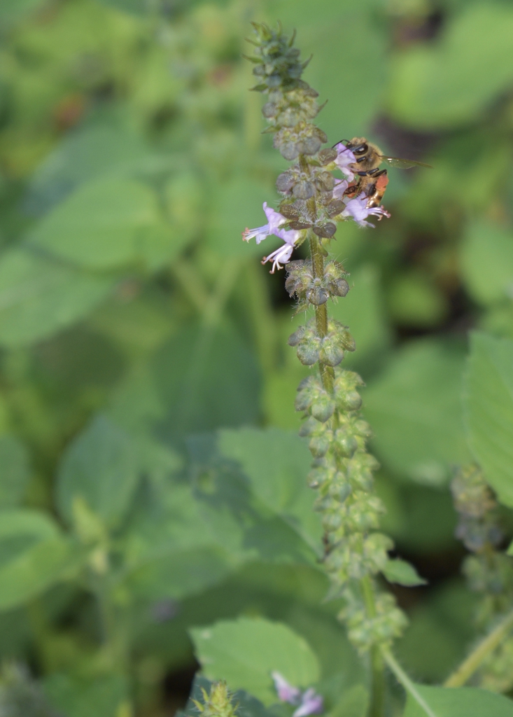 Ocimum tenuiflorum (Holy Basil, Hot Basil, Tulasi, Tulsi) | North ...