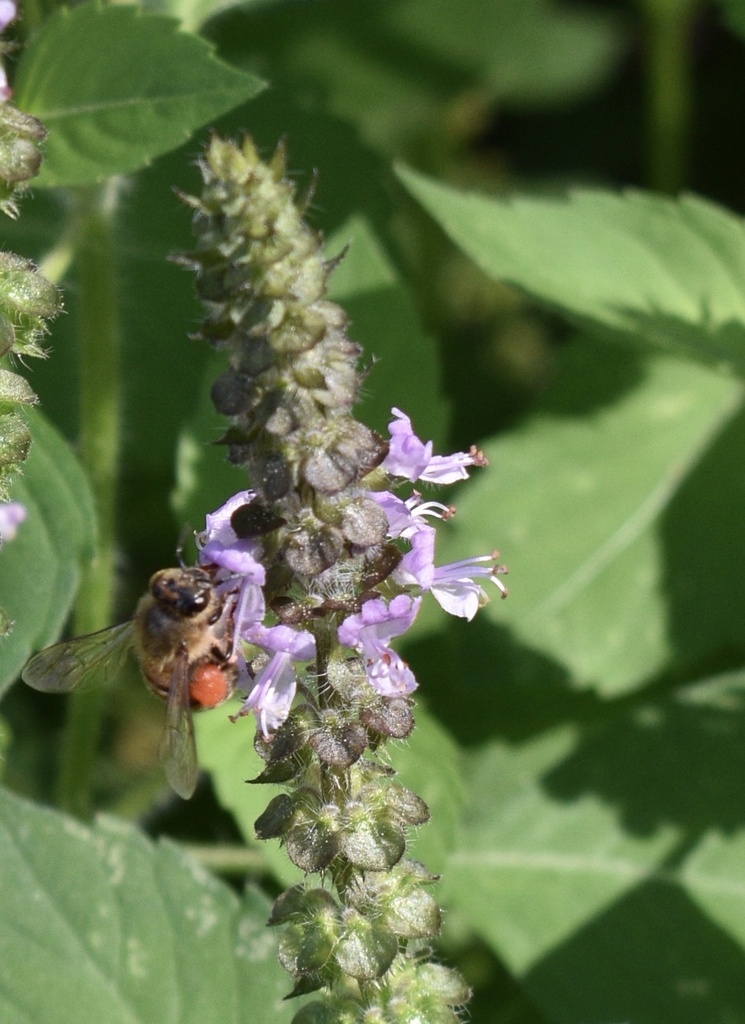 Ocimum tenuiflorum (Holy Basil, Hot Basil, Tulasi, Tulsi) | North ...