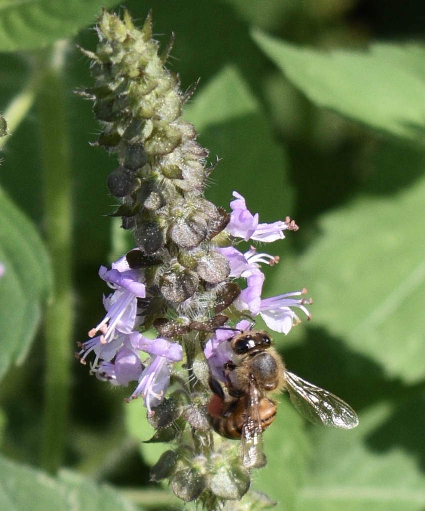 Ocimum tenuiflorum (Holy Basil, Hot Basil, Tulasi, Tulsi) | North ...