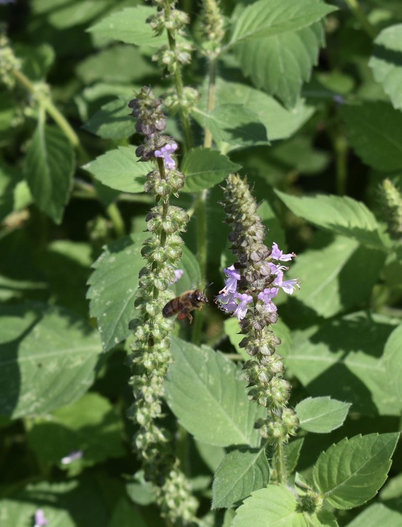 Ocimum tenuiflorum (Holy Basil, Hot Basil, Tulasi, Tulsi) | North ...