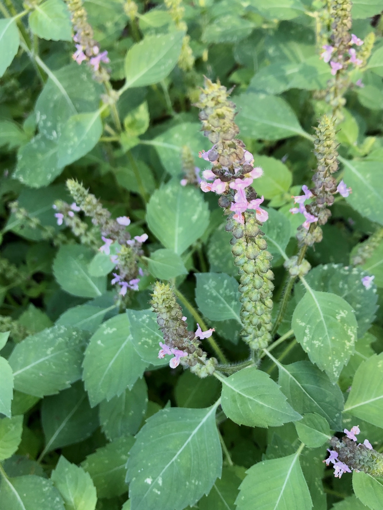 Ocimum tenuiflorum (Holy Basil, Hot Basil, Tulasi, Tulsi) | North ...