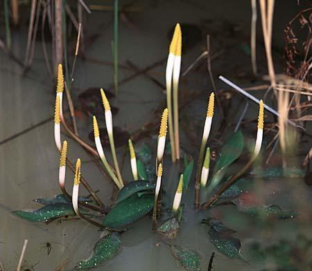 Orontium aquaticum (Bog Torches, Golden Club) | North Carolina ...