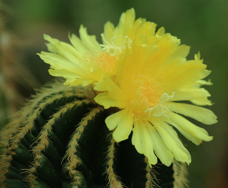 Parodia | North Carolina Extension Gardener Plant Toolbox