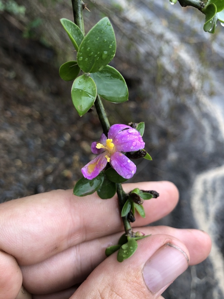 Leaf Cactus (Pereskia) Care Guide