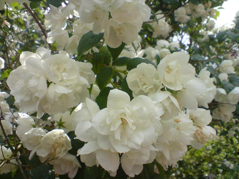 Philadelphus x virginalis (Virginal Mockorange) | North Carolina ...