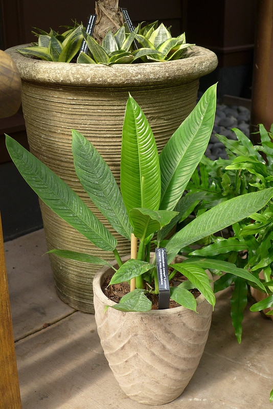 Philodendron | North Carolina Extension Gardener Plant Toolbox