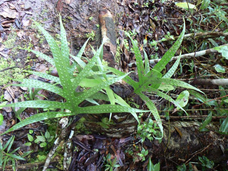 Phymatosorus scolopendria (Monarch Fern, Musk Fern, Serpent Fern, Wart ...