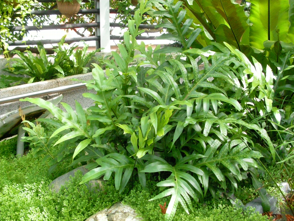 Phymatosorus scolopendria (Monarch Fern, Musk Fern, Serpent Fern, Wart ...