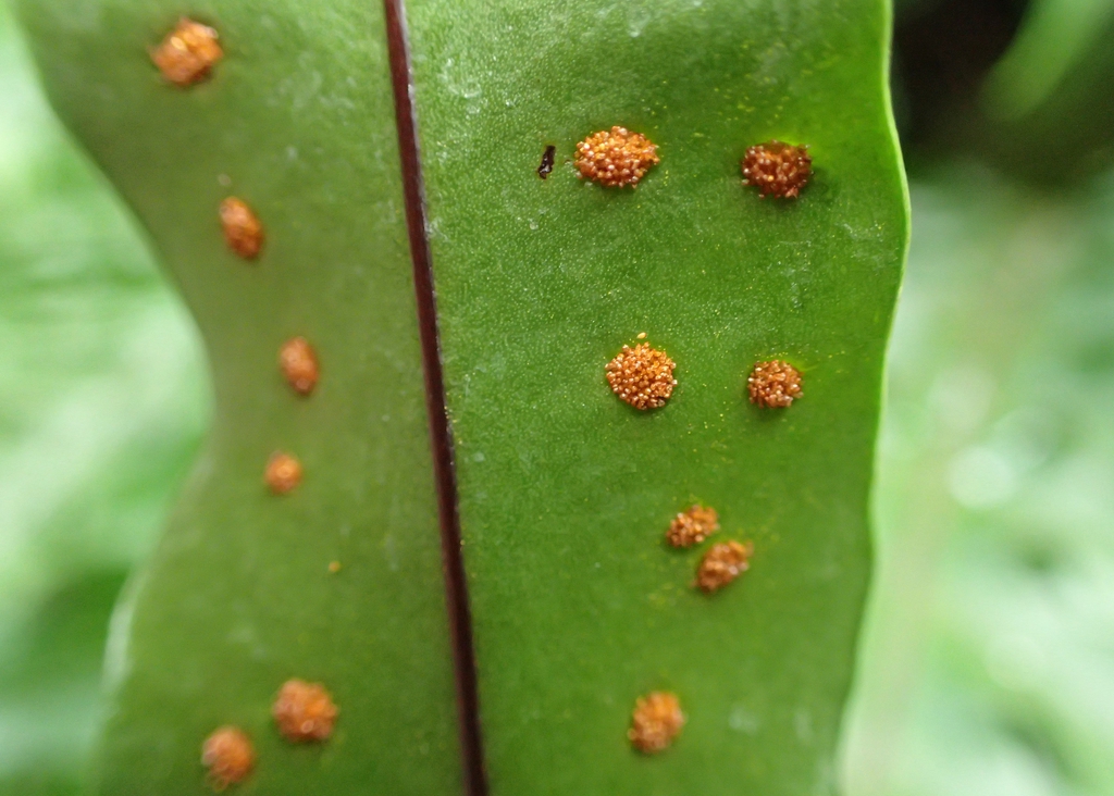 Phymatosorus scolopendria (Monarch Fern, Musk Fern, Serpent Fern, Wart ...