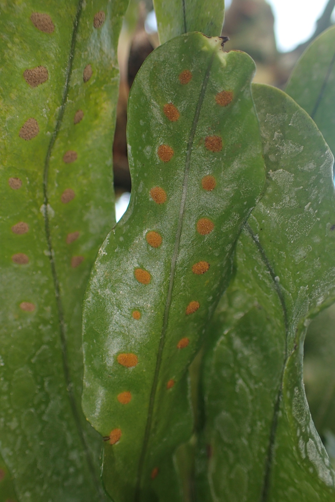 Phymatosorus scolopendria (Monarch Fern, Musk Fern, Serpent Fern, Wart ...