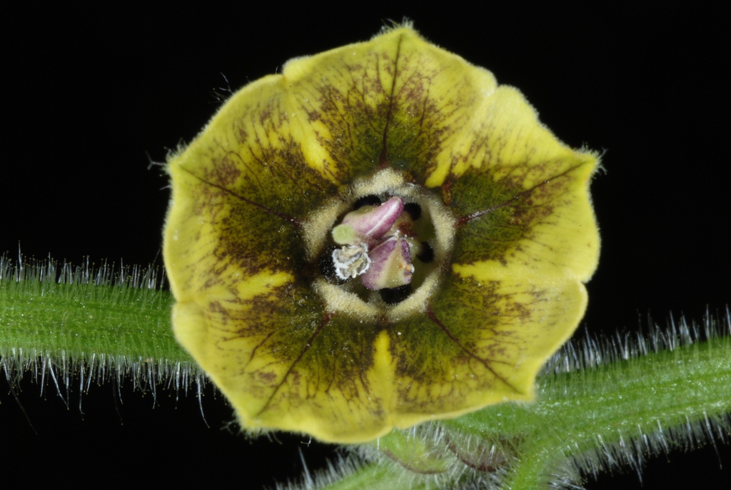 Physalis heterophylla (Clammy Ground Cherry) | North Carolina Extension ...