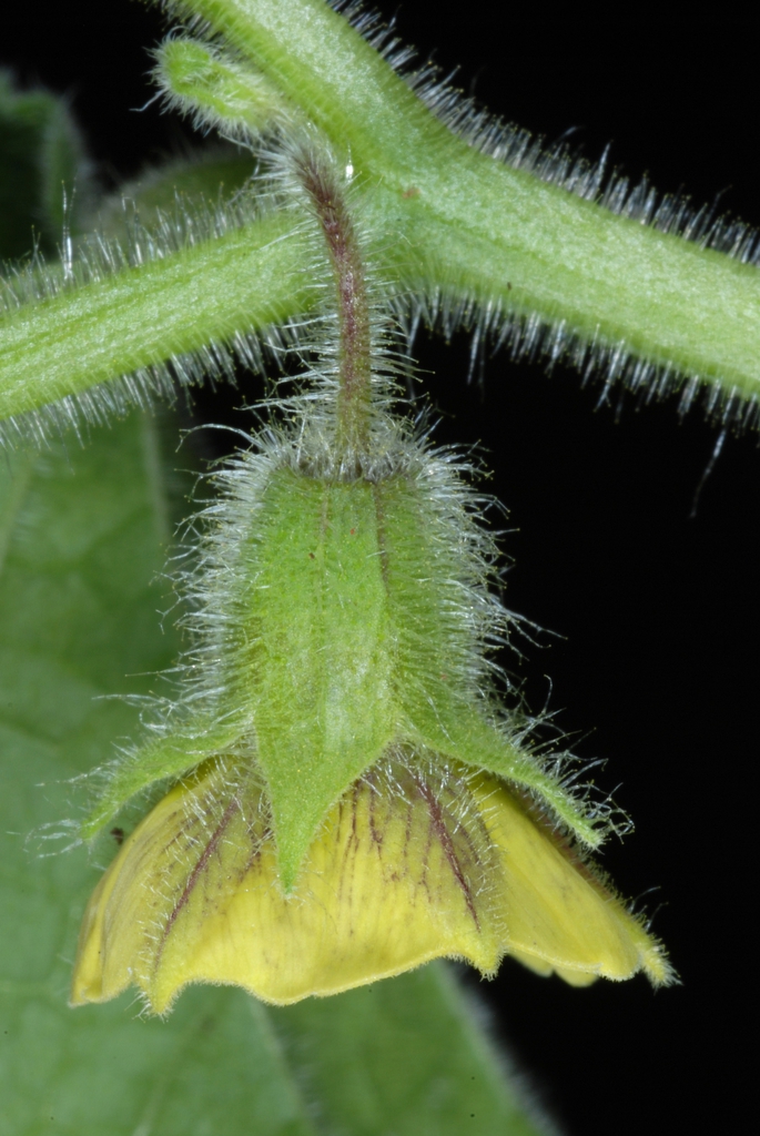 Physalis heterophylla (Clammy Ground Cherry) | North Carolina Extension ...