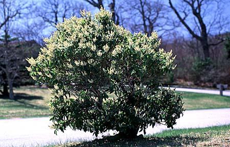 Pieris floribunda (Fetterbush, Mountain Andromeda, Mountain Fetter-bush ...
