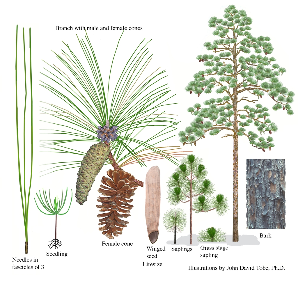 Pinus palustris (Long-leaf Pine, Longleaf Pine, Southern Pine) | North ...