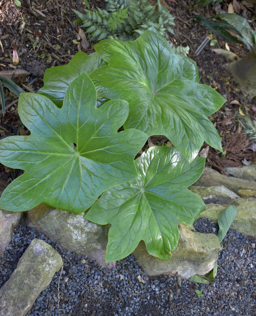 Podophyllum pleianthum (Chinese Mayapple, Dysosma) | North Carolina ...