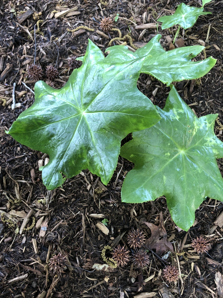 Podophyllum peltatum (American Mandrake, Duck's Foot, Hog Apple, Indian ...