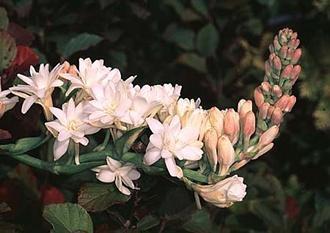 Agave amica (Amole, Polyanthus Lily, St. Joesph's Staff, Tuberose ...