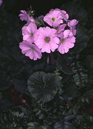 Primula obconica (German Primrose, Poison Primrose, Primrose) | North ...