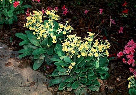 Primula veris (Cowslip Primrose) | North Carolina Extension Gardener ...