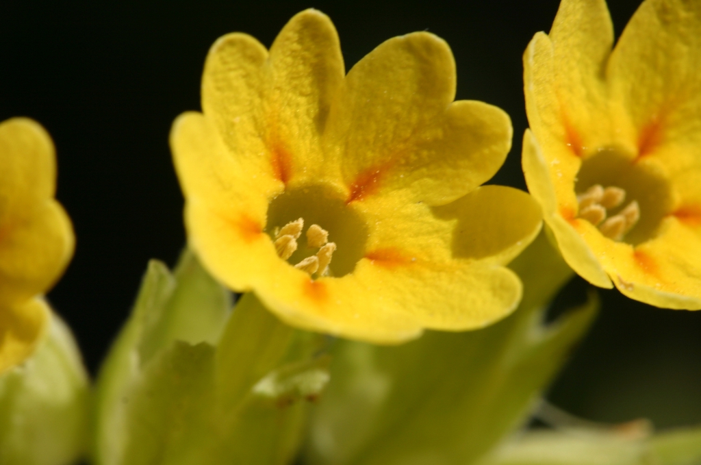 Primula veris (Cowslip Primrose) | North Carolina Extension Gardener ...