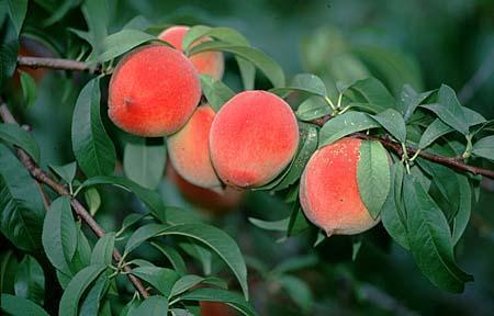 Prunus persica (Nectarine, Peach) | North Carolina Extension Gardener ...