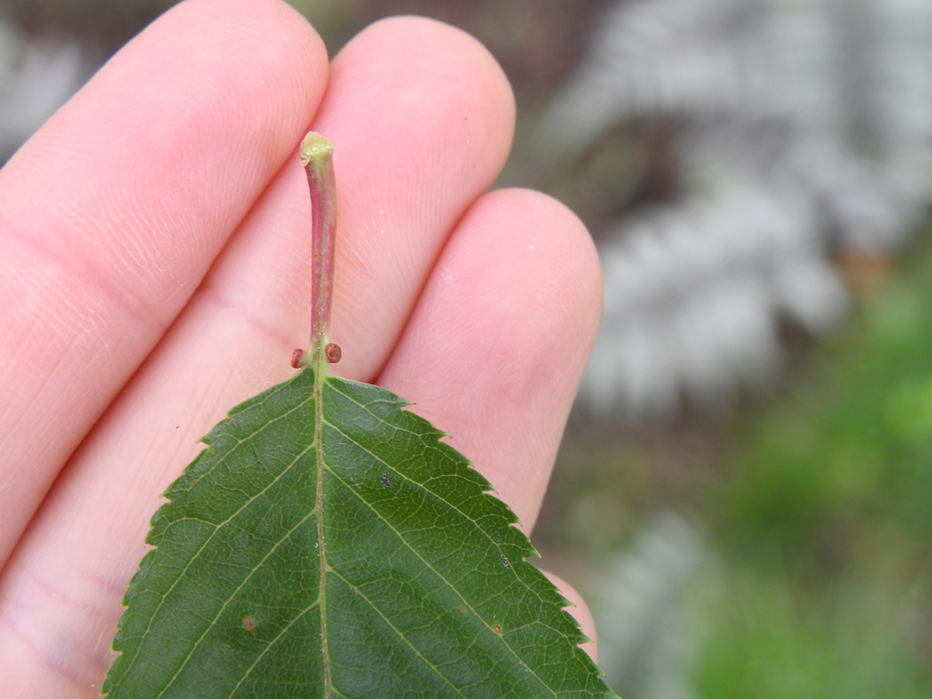 Cherry Tree Leaves Identification Cherry Tree Leaves Identification