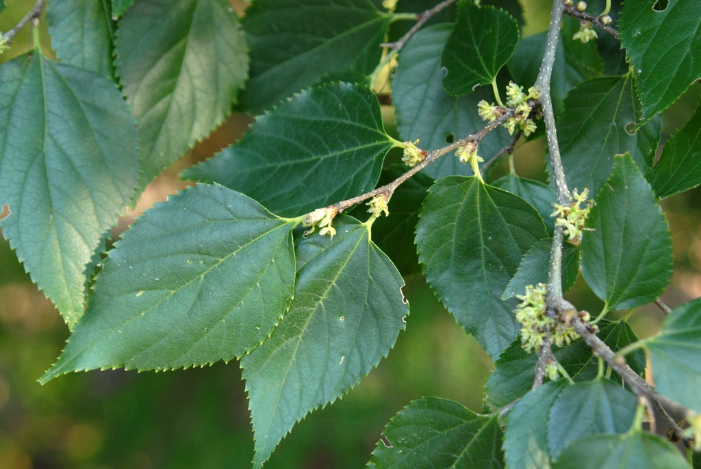Qing Tan - Pteroceltis tatarinowii | North Carolina Extension Gardener ...