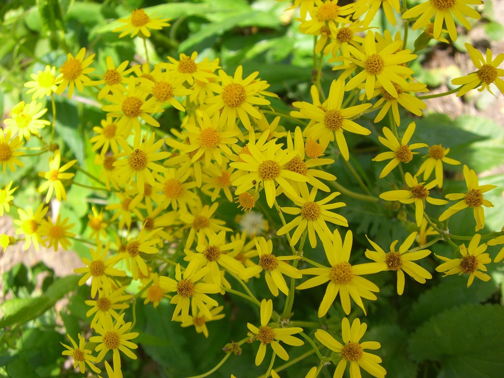 Packera aurea (Golden Groundsel, Golden Ragwort) | North Carolina ...