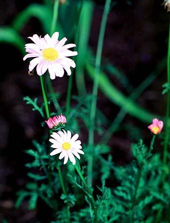 Tanacetum coccineum subsp. coccineum (Painted Daisy, Pyrethrum) | North ...