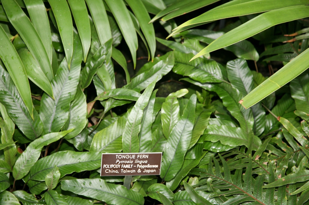 Pyrrosia lingua (Felt Fern, Tongue Fern) | North Carolina Extension ...