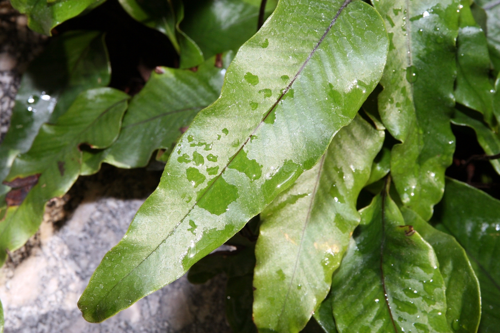 Pyrrosia lingua (Felt Fern, Tongue Fern) | North Carolina Extension ...