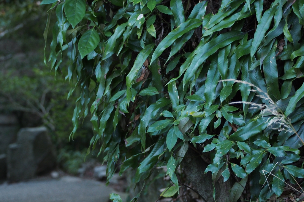 Pyrrosia lingua (Felt Fern, Tongue Fern) | North Carolina Extension ...