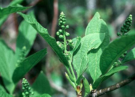 Pyrularia pubera (Buffalo Nut, Oil Nut) | North Carolina Extension ...
