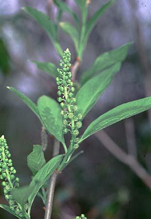 Pyrularia pubera (Buffalo Nut, Oil Nut) | North Carolina Extension ...