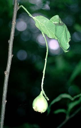 Pyrularia pubera (Buffalo Nut, Oil Nut) | North Carolina Extension ...