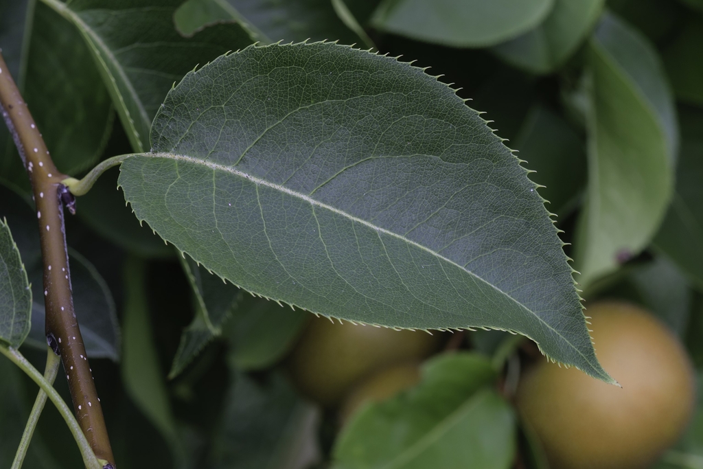 Pyrus pyrifolia (Apple Pear, Asian Pear, Chinese Pear, Chinese Sand ...